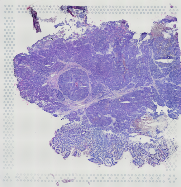 DeepSpaceDB: DSID000832